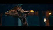Reticulated Giraffe | NatureRules1 Wiki | Fandom