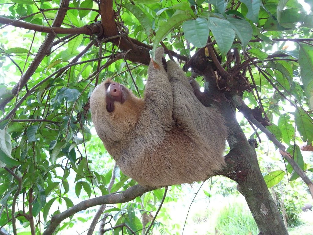 Hoffmann's Two-toed Sloth | NatureRules1 Wiki | Fandom