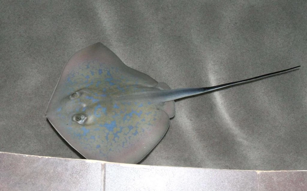 Blue Stingray | NatureRules1 Wiki | Fandom