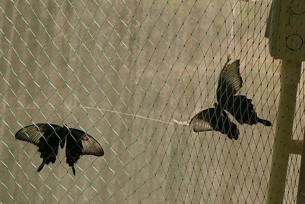 Common Mormon | NatureRules1 Wiki | Fandom