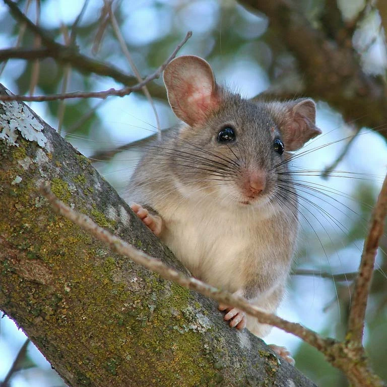 Dusky-footed Woodrat | NatureRules1 Wiki | Fandom