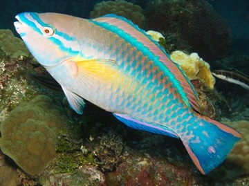 Saltwater Parrot Fish