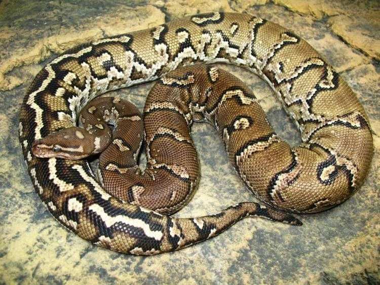 Angolan Python | NatureRules1 Wiki | Fandom