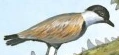 Spur-winged Lapwing | NatureRules1 Wiki | Fandom