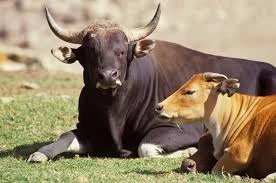 Banteng | NatureRules1 Wiki | Fandom