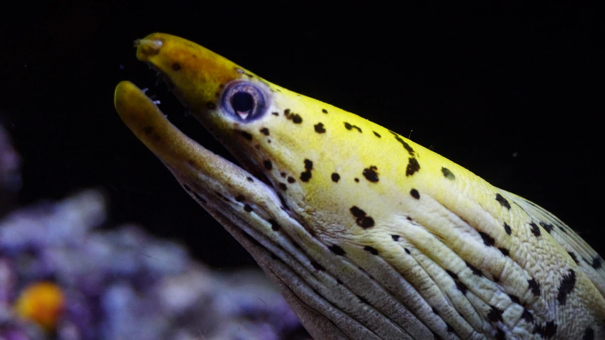 Fimbriated Moray | NatureRules1 Wiki | Fandom