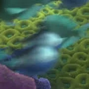 Black-axil Chromis | NatureRules1 Wiki | Fandom