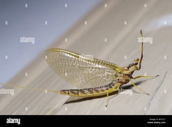 Giant Mayfly | NatureRules1 Wiki | Fandom