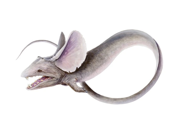 Múshveli | NatureRules1 Wiki | Fandom