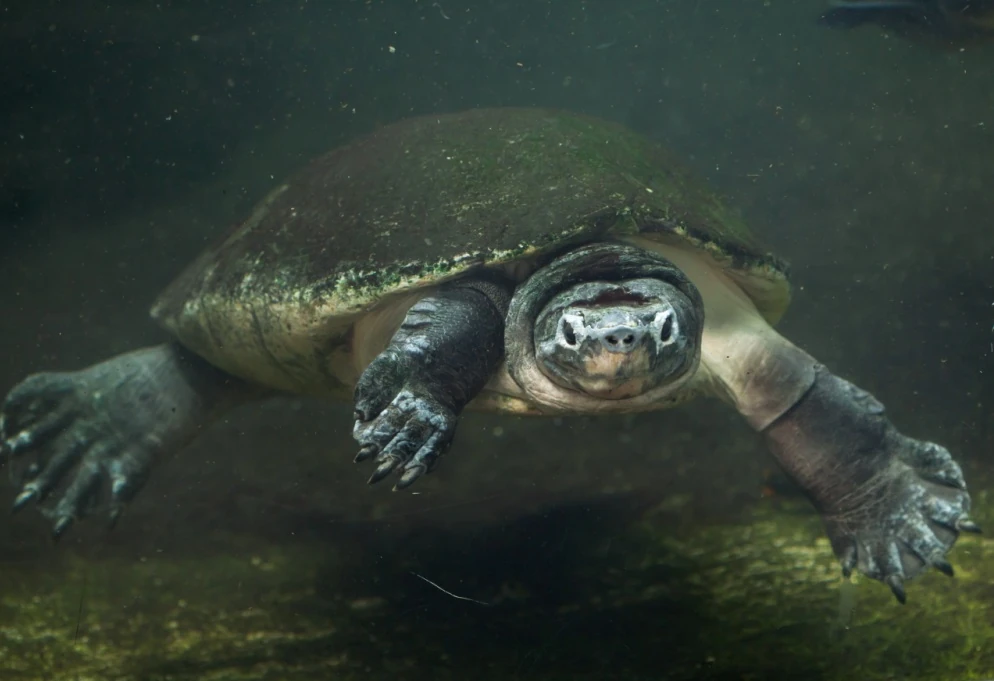 Malaysian Giant Turtle | NatureRules1 Wiki | Fandom