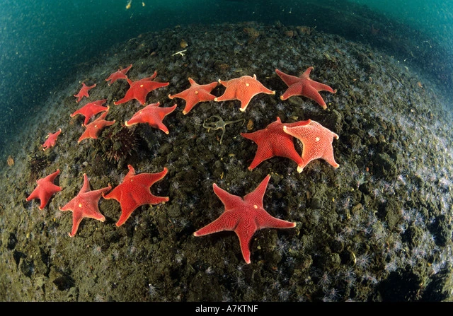 Odontaster Validus | NatureRules1 Wiki | Fandom