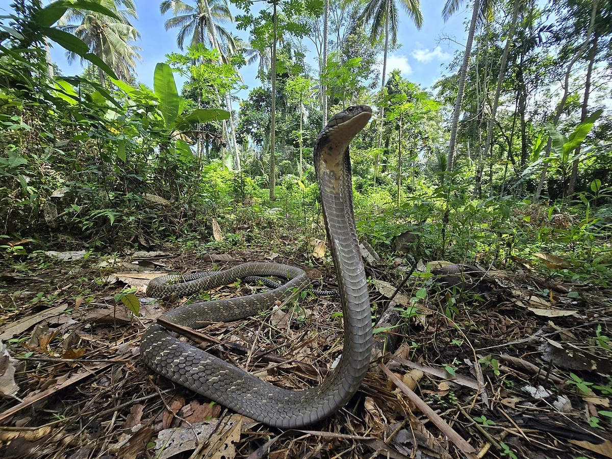 Sunda king cobra | NatureRules1 Wiki | Fandom