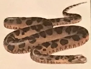 Green Anaconda/Books | NatureRules1 Wiki | Fandom