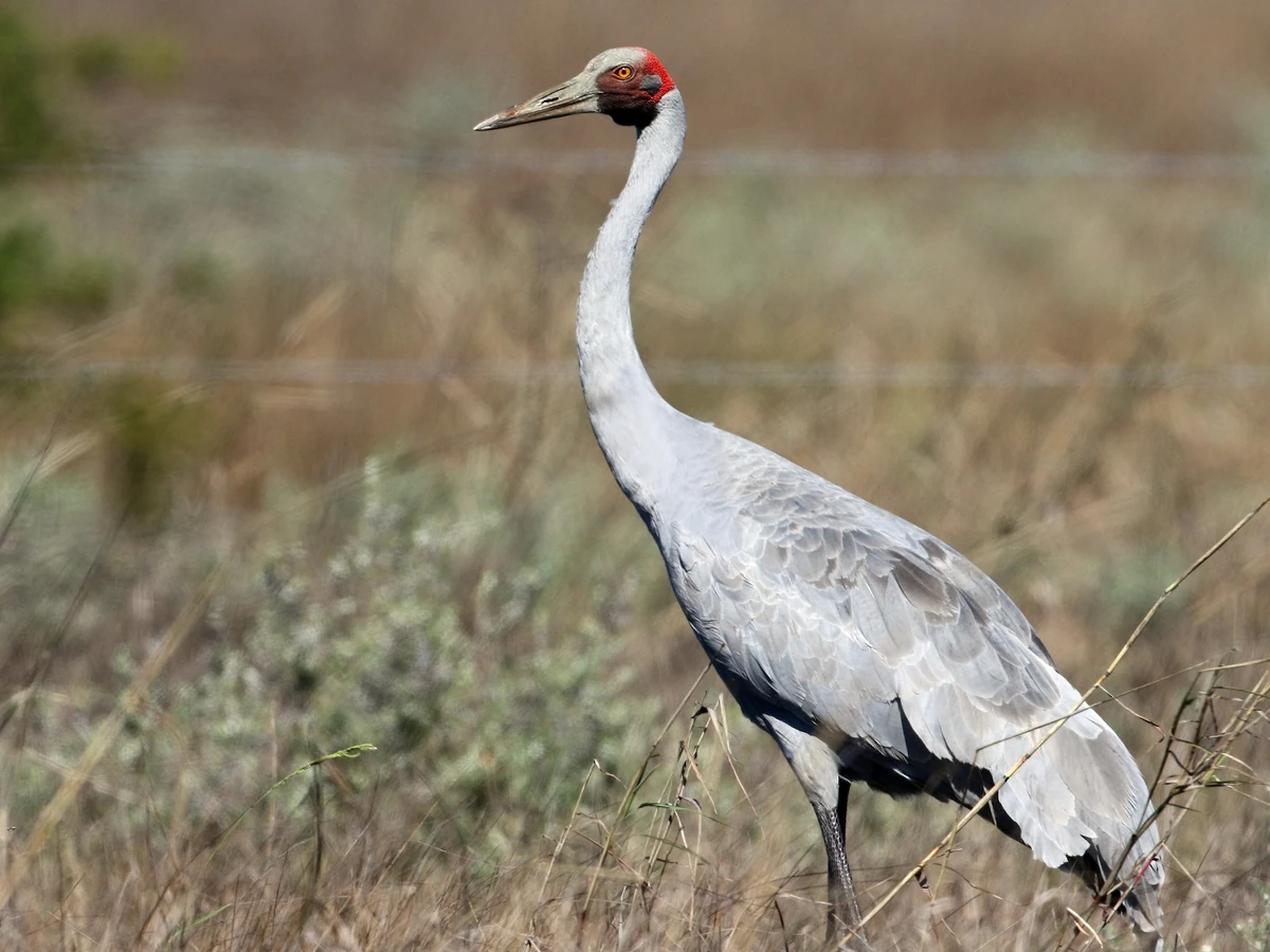 Brolga | NatureRules1 Wiki | Fandom