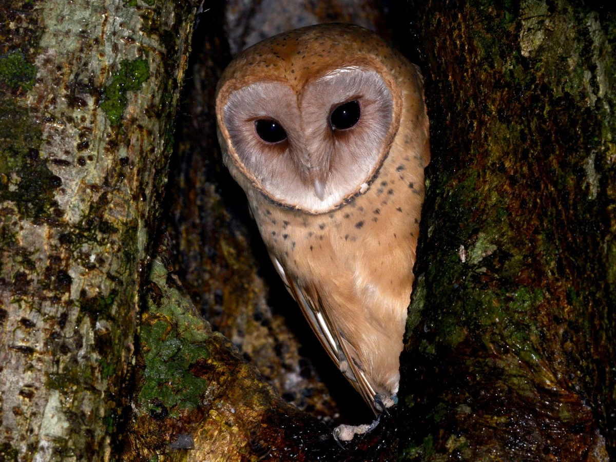 Red Owl | NatureRules1 Wiki | Fandom