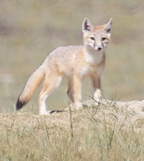 Swift Fox | NatureRules1 Wiki | Fandom