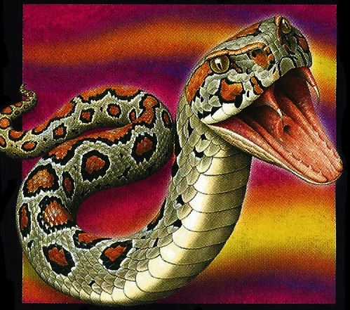 Russell's Viper | NatureRules1 Wiki | Fandom