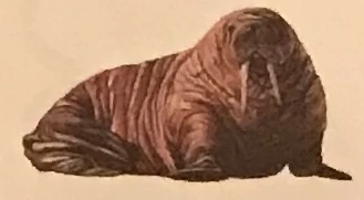 Walrus/Books | NatureRules1 Wiki | Fandom