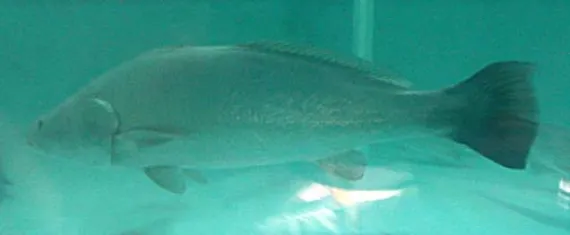 Totoaba | NatureRules1 Wiki | Fandom