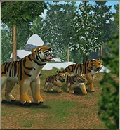Siberian Tiger | NatureRules1 Wiki | Fandom