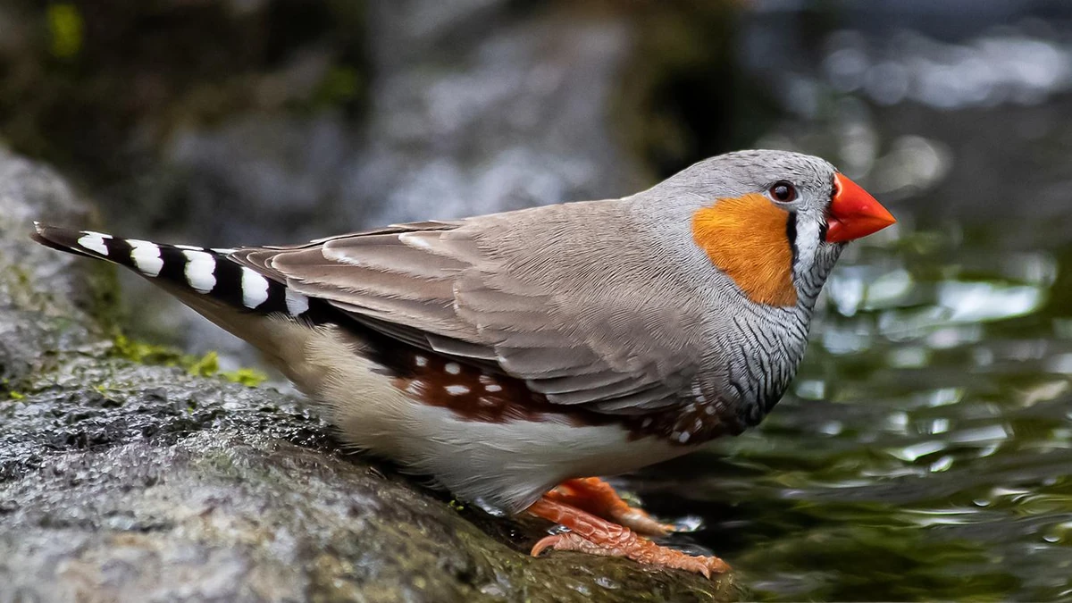 Zebra Finch | NatureRules1 Wiki | Fandom