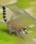 Ring-tailed Lemur | NatureRules1 Wiki | Fandom