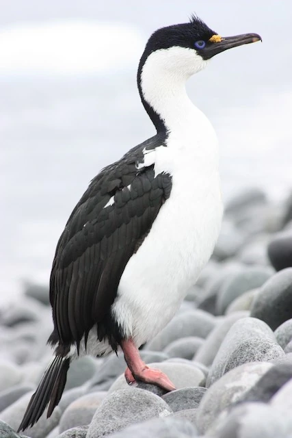 Antarctic Shag | NatureRules1 Wiki | Fandom