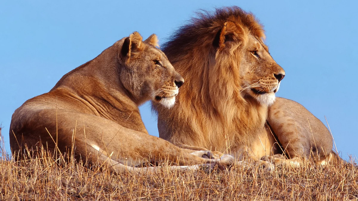 Category:Lions | NatureRules1 Wiki | Fandom