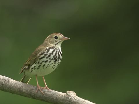 Ovenbird | NatureRules1 Wiki | Fandom