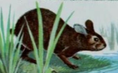 Marsh Rabbit | NatureRules1 Wiki | Fandom