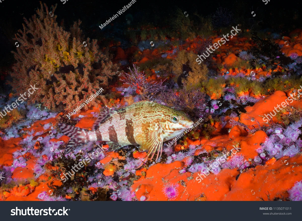 Barred Fingerfin | NatureRules1 Wiki | Fandom