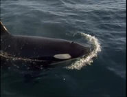 List of Species in Eyewitness | NatureRules1 Wiki | Fandom