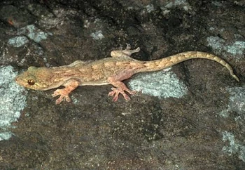 Schlegel's Japanese Gecko | NatureRules1 Wiki | Fandom