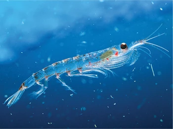 Antarctic Krill | NatureRules1 Wiki | Fandom