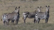 Mountain Zebra | NatureRules1 Wiki | Fandom