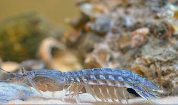 Squilla Empusa | NatureRules1 Wiki | Fandom