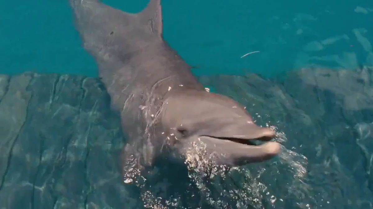 Sharks 3D | NatureRules1 Wiki | Fandom