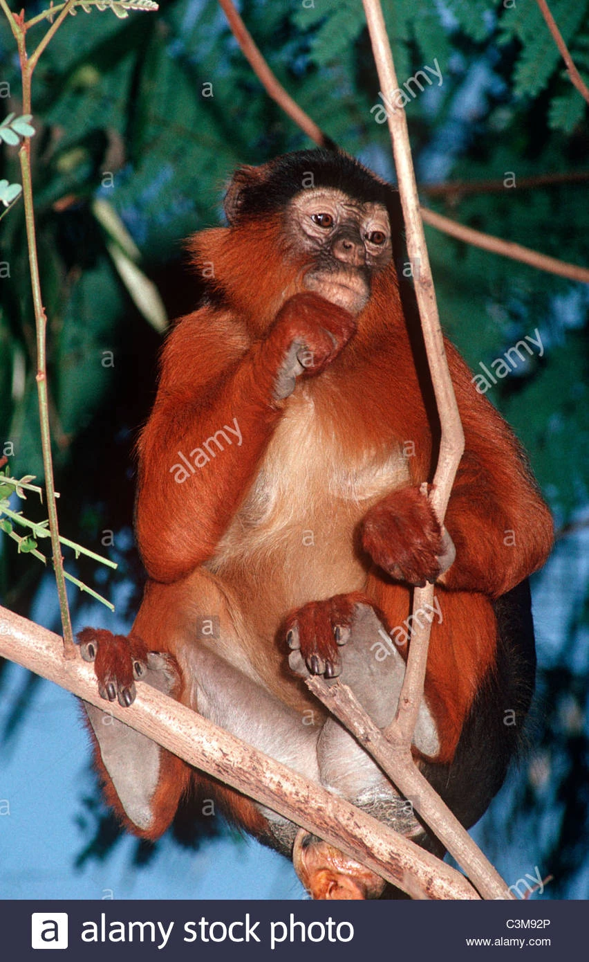 Western Red Colobus | NatureRules1 Wiki | Fandom