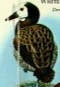 White-faced Whistling Duck | NatureRules1 Wiki | Fandom