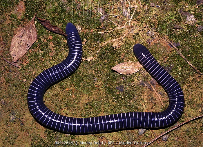 Category:Caecilians | NatureRules1 Wiki | Fandom