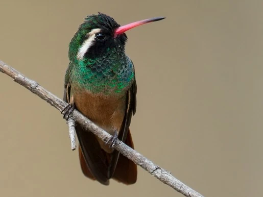 Xantus' Hummingbird | NatureRules1 Wiki | Fandom