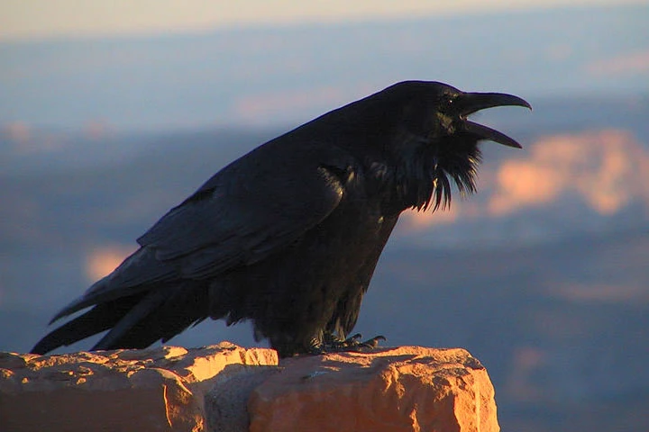 Common Raven | NatureRules1 Wiki | Fandom