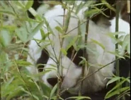 List of Species in Eyewitness | NatureRules1 Wiki | Fandom