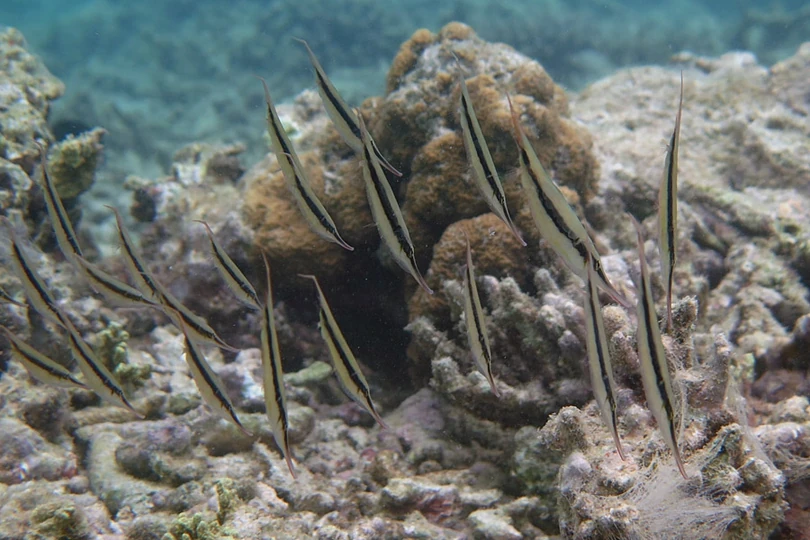 Razorfish | NatureRules1 Wiki | Fandom