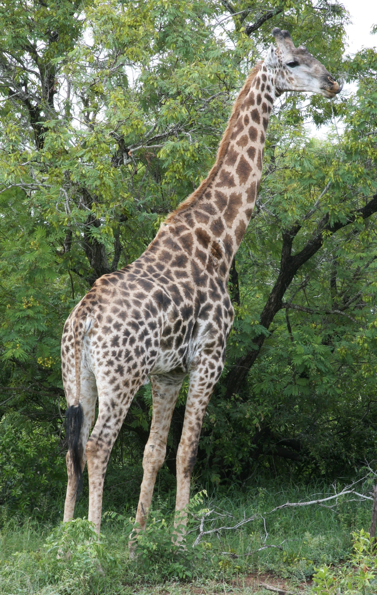 Giraffe | NatureRules1 Wiki | Fandom