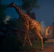 Reticulated Giraffe | NatureRules1 Wiki | Fandom