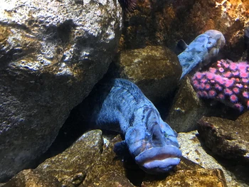 Monkeyface Prickleback | NatureRules1 Wiki | Fandom