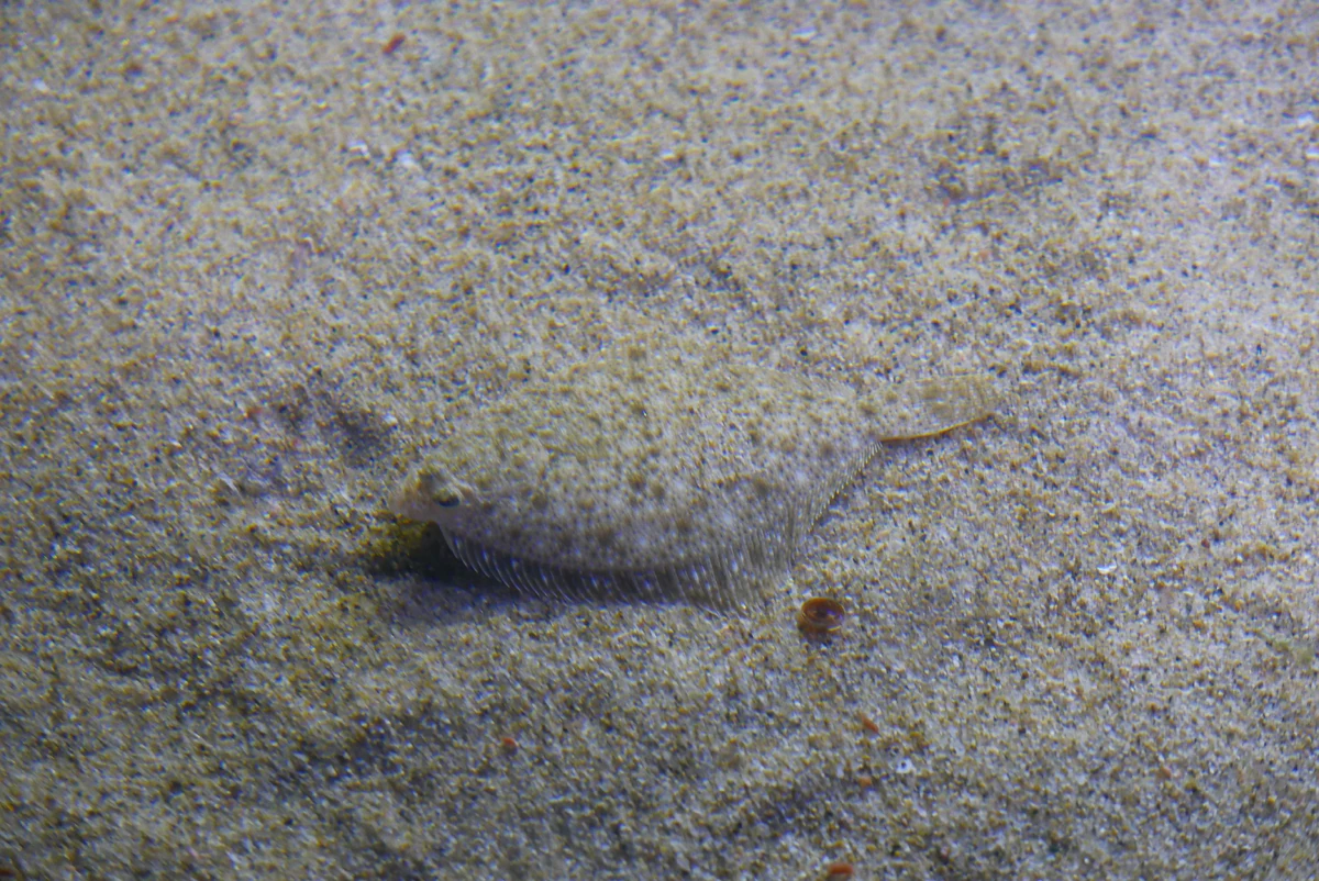Pacific Sanddab | NatureRules1 Wiki | Fandom