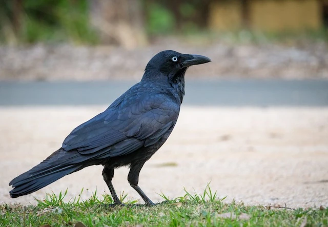 Australian Raven | NatureRules1 Wiki | Fandom