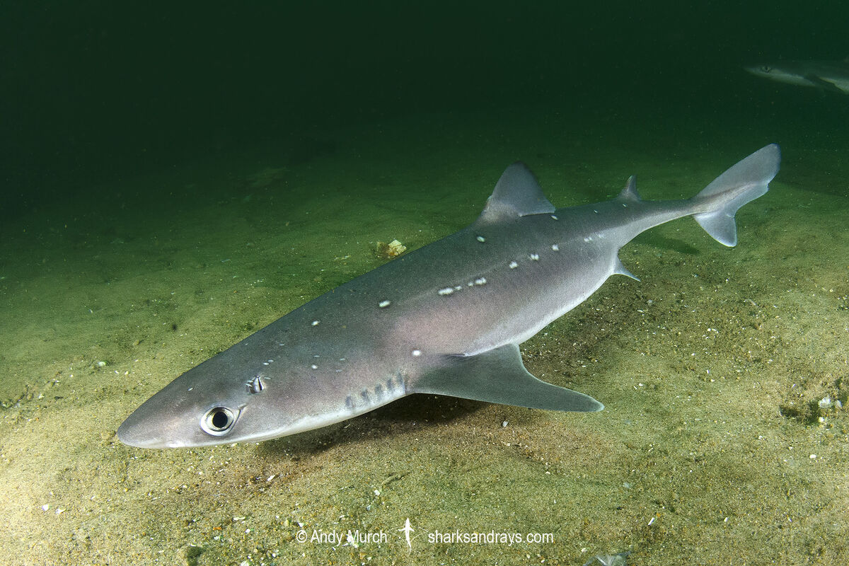 Pacific Spiny Dogfish | NatureRules1 Wiki | Fandom